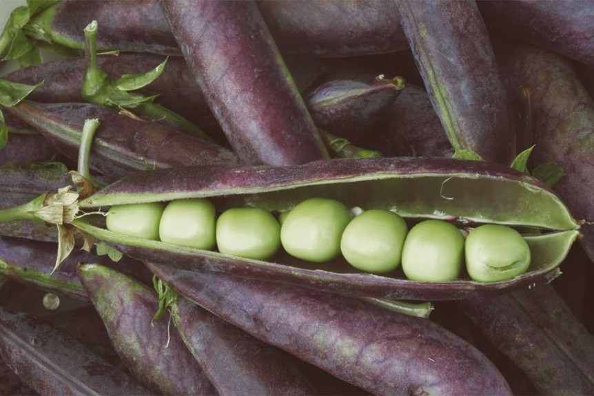 Kapucijners - Mijn Keukentuintje