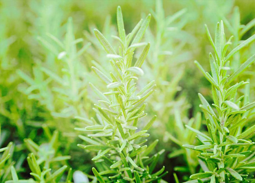 Rozemarijn - Mijn Keukentuintje